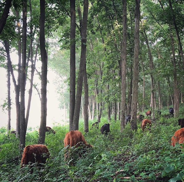 Silvopasture Explained - Countryside